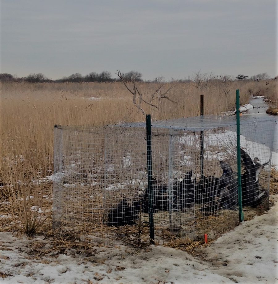 Marked animals- The hunter’s role| Big Game | Farwide