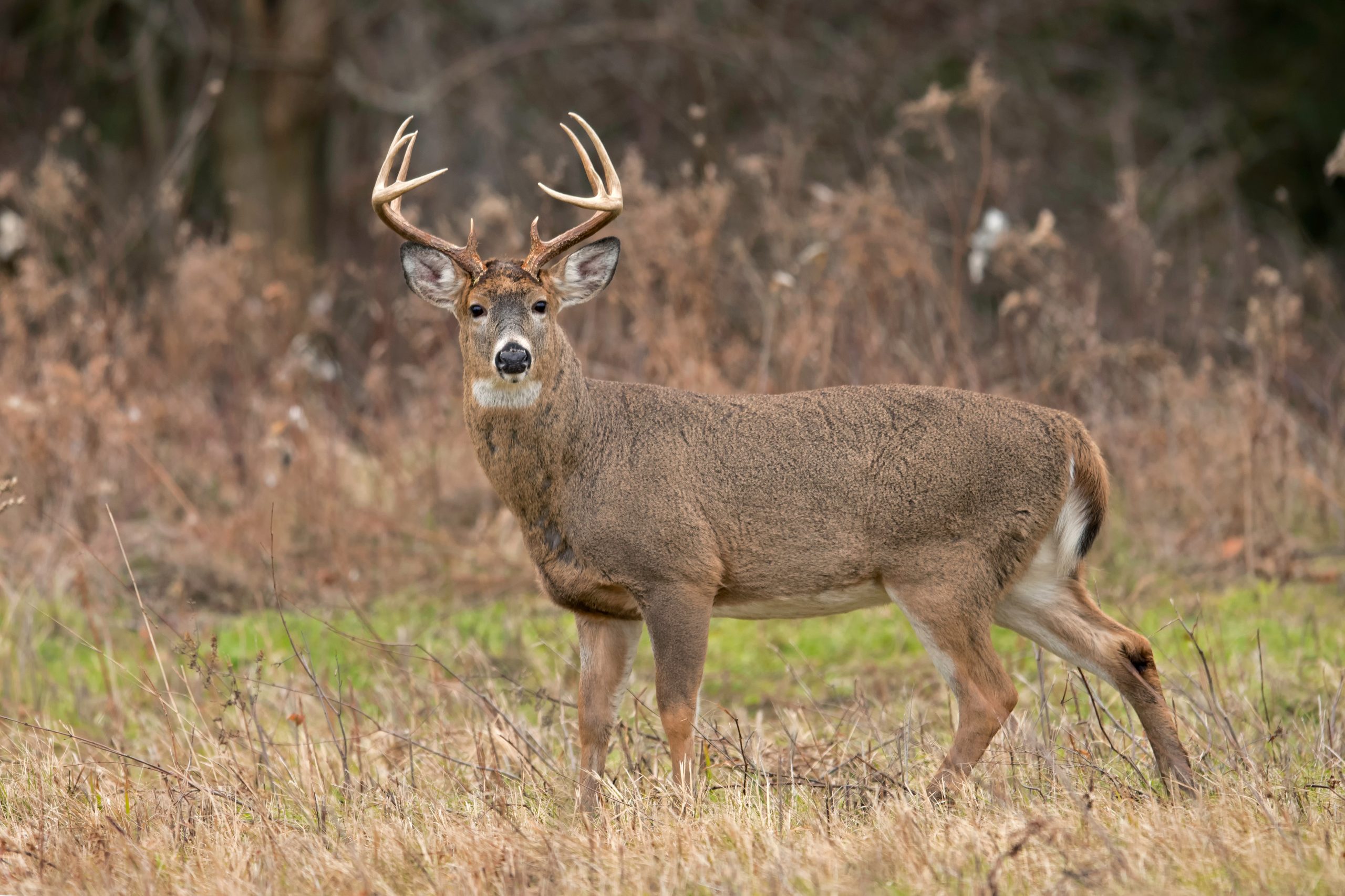 Fastest Means For Field Scoring White tailed Deer FarWide fastest-means-for-field-scoring-white-tailed-deer-farwide