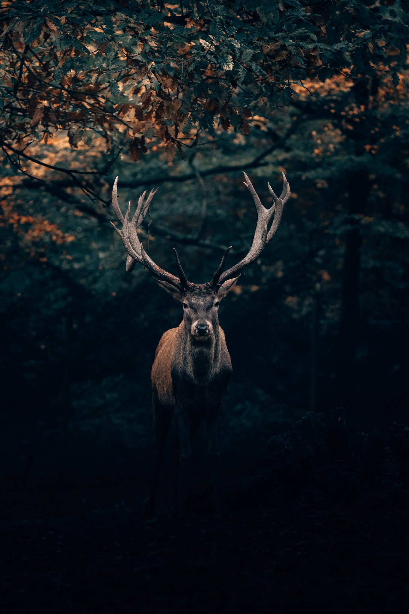 Know More About Deer Tags And How To Get Them FarWide